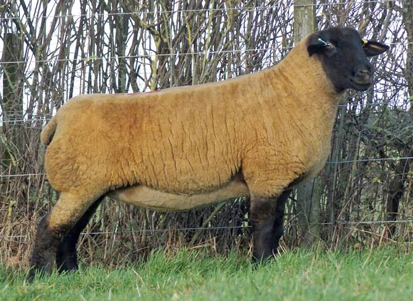Suffolk Sheep Ram